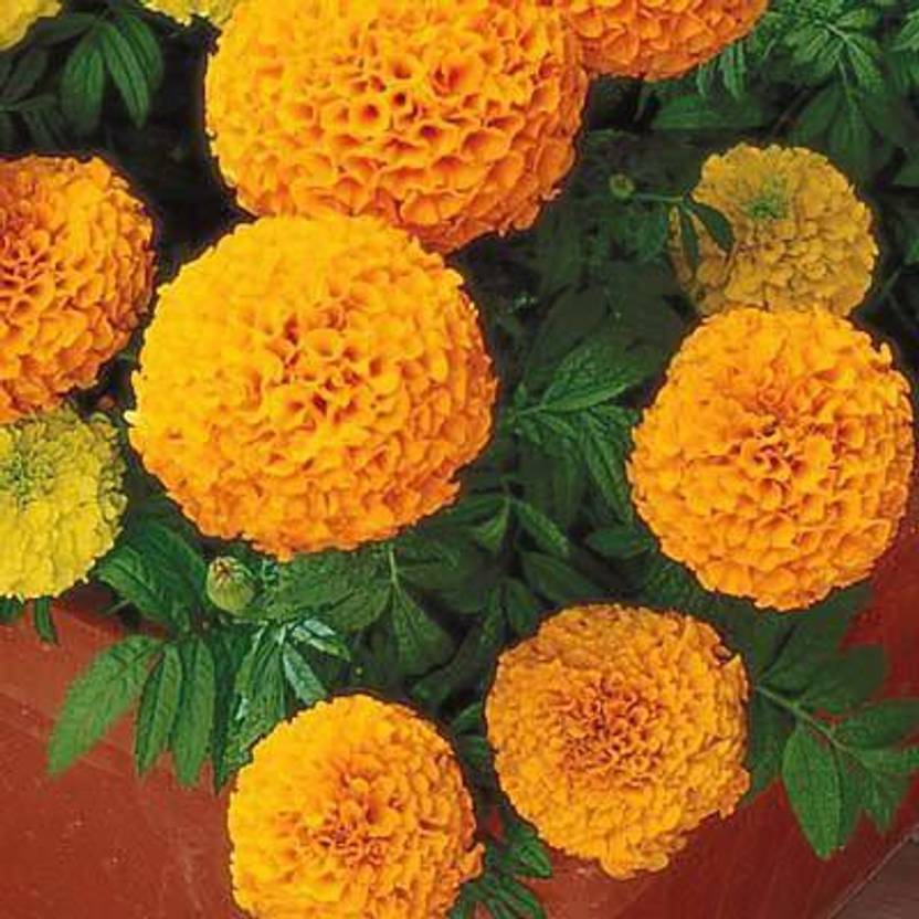 modernseed Marigold Inca Orange Seed Price in India - Buy modernseed ...