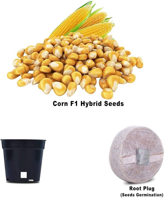 CYBEXIS Sweet Corn F1 Hybrid Combo with Potter & Rootplug Seed Price in ...