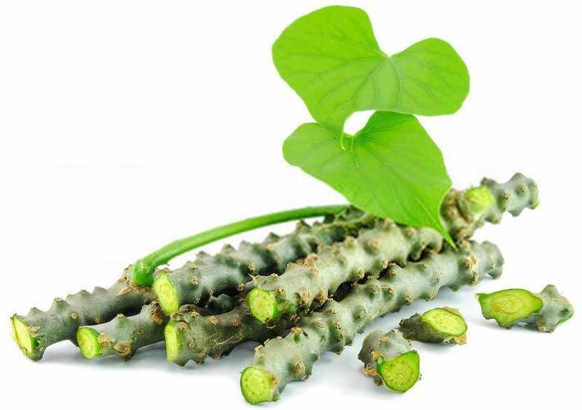 Biosnyg Giloy, Gulvel,Giloy Plant Fresh Stems of 6 inch Each 5 Seeds ...