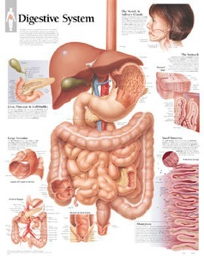Digestive System Paper Poster: Buy Digestive System Paper Poster by ...
