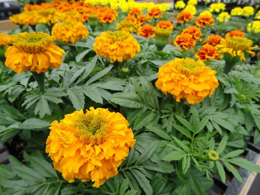 modernseed Marigold Inca Orange Seed Price in India - Buy modernseed ...