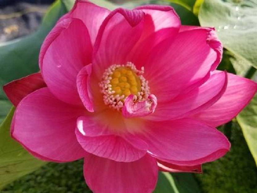 Sjeme Sunflower Lotus Flower Seed Seed Price in India - Buy Sjeme ...