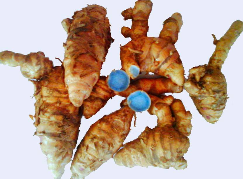 KRISHNA Fresh Black Turmeric original, Kali Haldi, karu manjal Seed ...