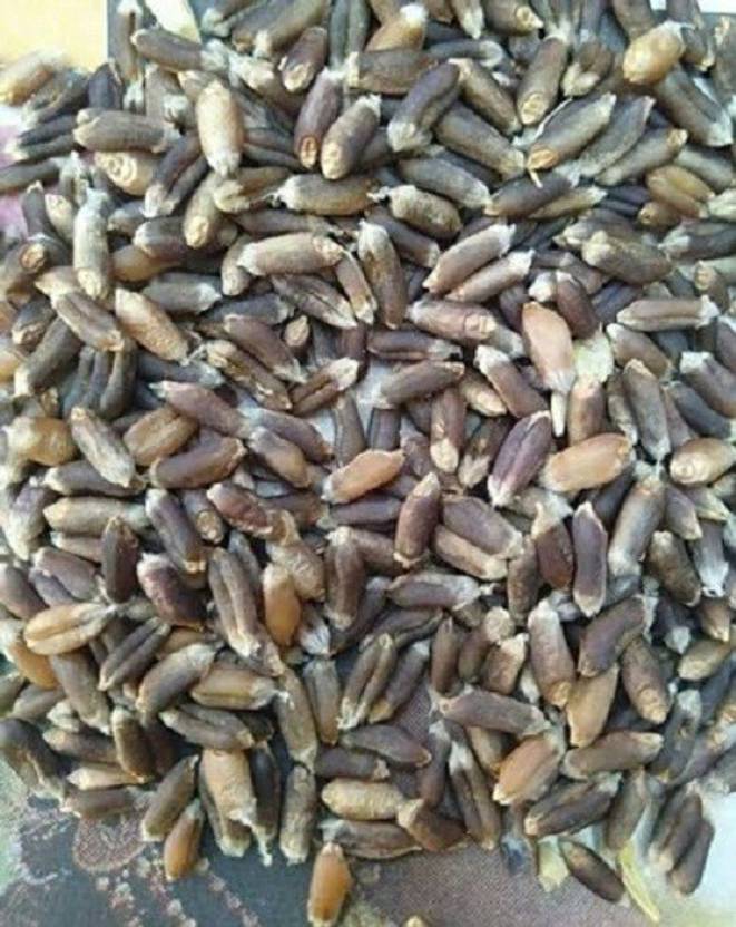 KRISHNA Black Wheat (Kala Gehu Rare) Seed Seed Price in India - Buy ...