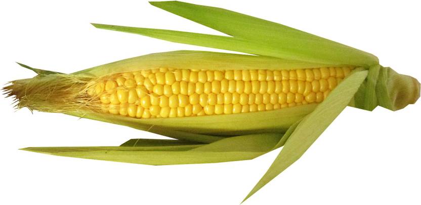 Countgreen Plus Maize (Desi Corn/Bhutta/Makka/Makai/Jwaar) Seed Price ...