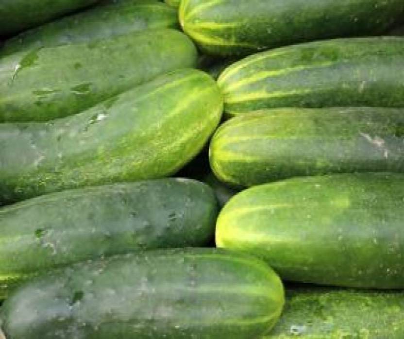 YOUNG STAR (IND -18 )PREMIUM F1 HYBRID CUCUMBER (KHEERA) SEEDS Seed ...