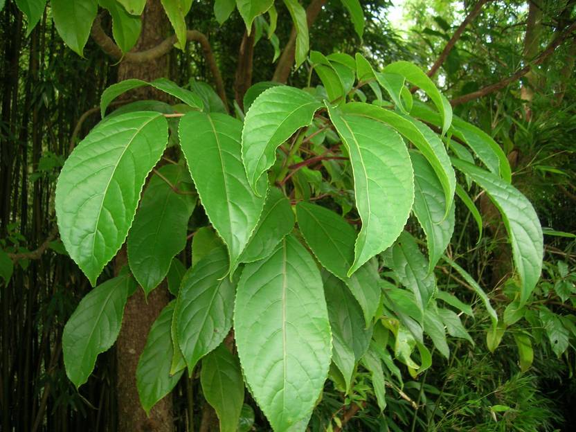 SHOP 360 GARDEN Bischofia Javanica, Bishop wood, Uriam, Java cedar ...
