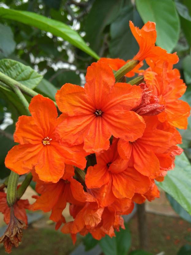 SHOP 360 GARDEN Cordia sebestena, Lal Lasora, Scarlet Cordia, Orange ...
