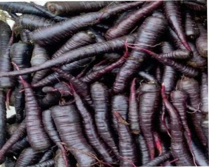 V Seed Carrot / Gajar Black 20 Seed Seed Price in India - Buy V Seed ...