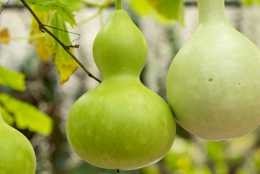 Recron Seeds Bottle Gourd Desi Ghia Ghia Kaddu Vegetables Seed Price in ...