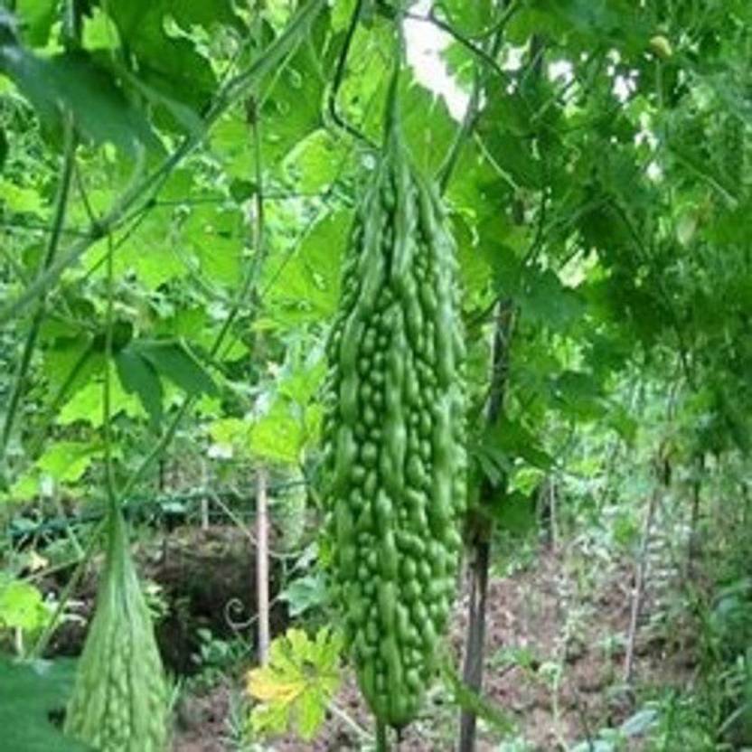 LYRS Coimbatore Long Green Karela seed Seed Price in India - Buy LYRS ...