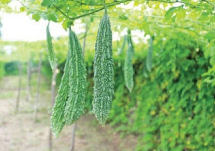 prev Punjab 14 Karela seed Seed Price in India - Buy prev Punjab 14 ...