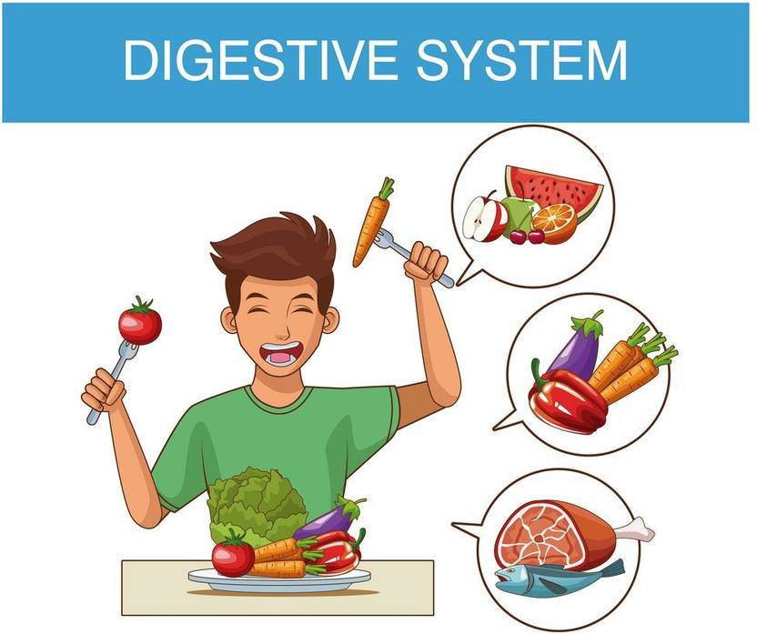 Digestive wallpaper poster For Hospital Education Paper Print ...