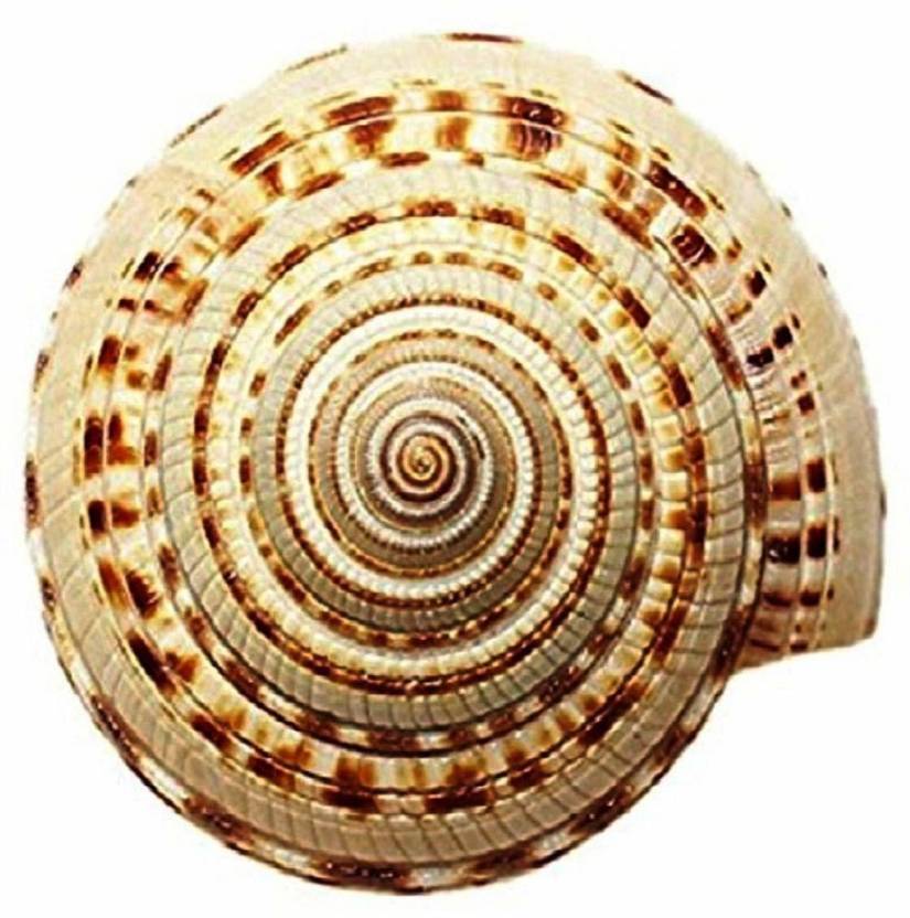 Firmus Ceramic Conch Shell Vishnu Chakra for Pooja/Vastu Dosh (1.25 ...