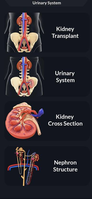 Urinary System Wall Poster Urinary Anatomy Poster Clinic Poster Paper ...