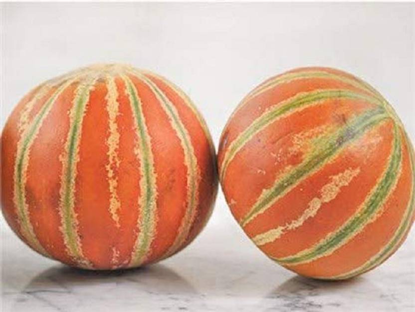 Sjeme Pusa Rasraj Kharbuj / Musk Melon Seed- 55 Seed Price in India ...
