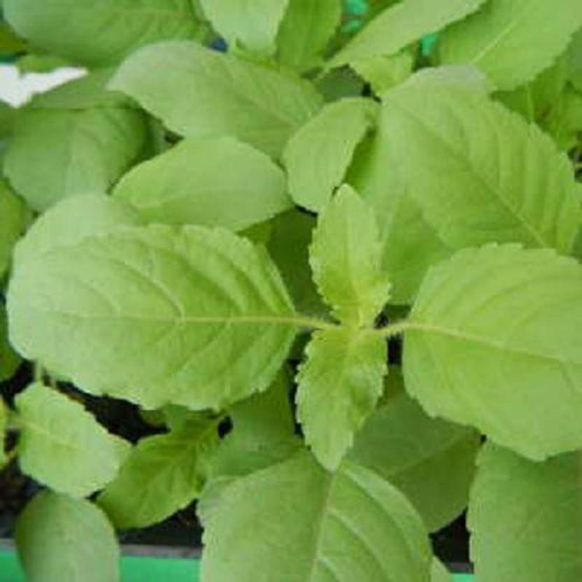 LYRS Sweet Tulsi Seed Price in India - Buy LYRS Sweet Tulsi Seed online ...