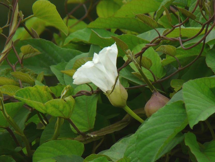Plantzoin Indian jalap Plant Price in India - Buy Plantzoin Indian ...