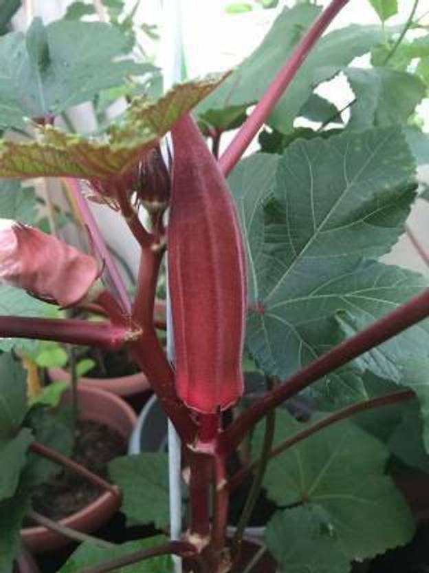 M/S MAHALUXMI RED LADY FINGER, RED OKRA, LAL BHINDI, BHINDI, VEGITABLE ...