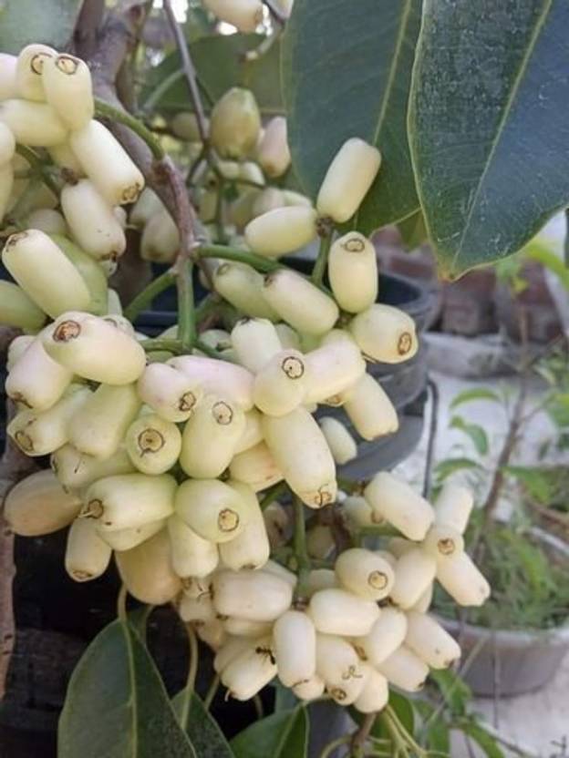 Cloud Farm Jamun Plant Price in India - Buy Cloud Farm Jamun Plant ...