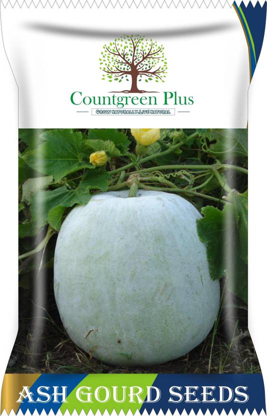 Countgreen Plus Ash Gourd (Petha) Vegetable Seeds Seed Price in India ...