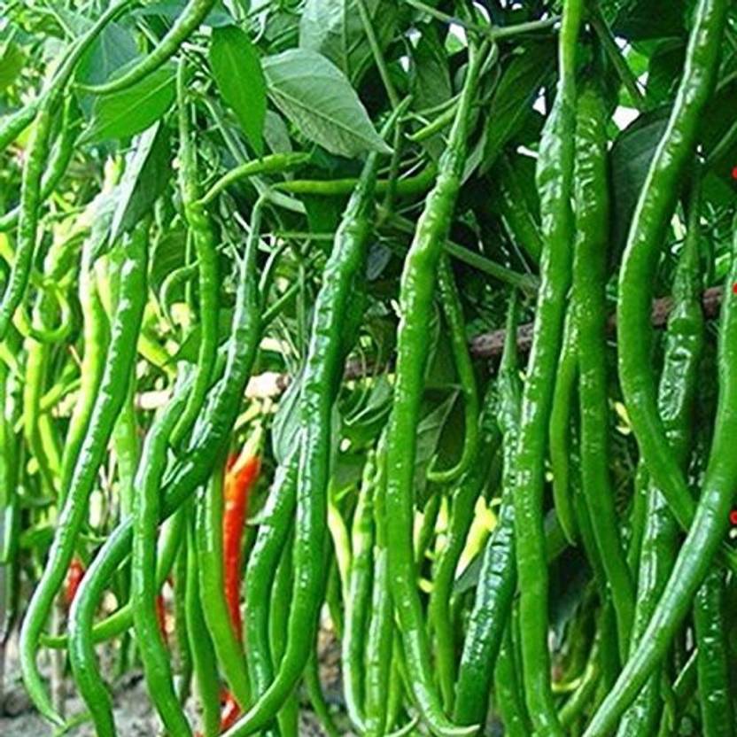 KANAYA Chilli Seeds Hot Jwala Hybrid Vegetable Seed Price in India ...