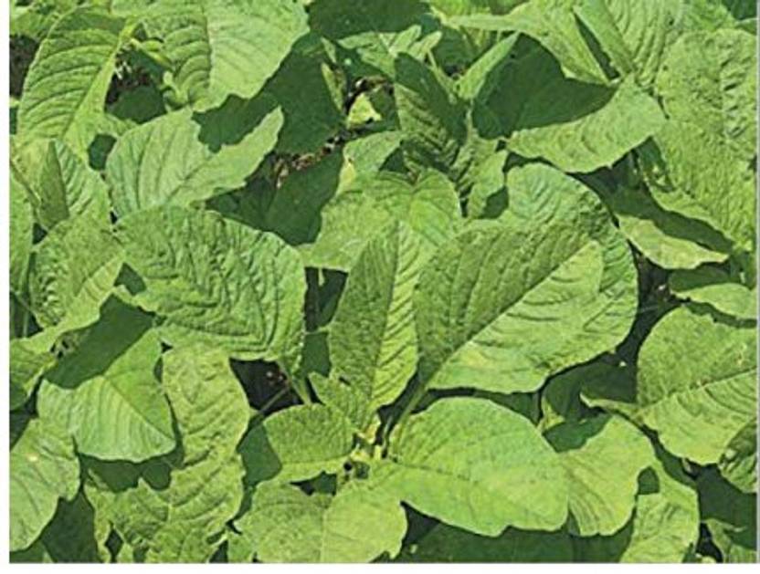 Antier GREEN CHOLAI SEEDS (PACK OF 30 SEEDS X 8 PER PACKET) Seed Price ...