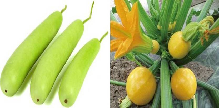 xcentax Bottle Gourd (Dhari Loki), Zucchini (Squash) Round Yellow Seed ...