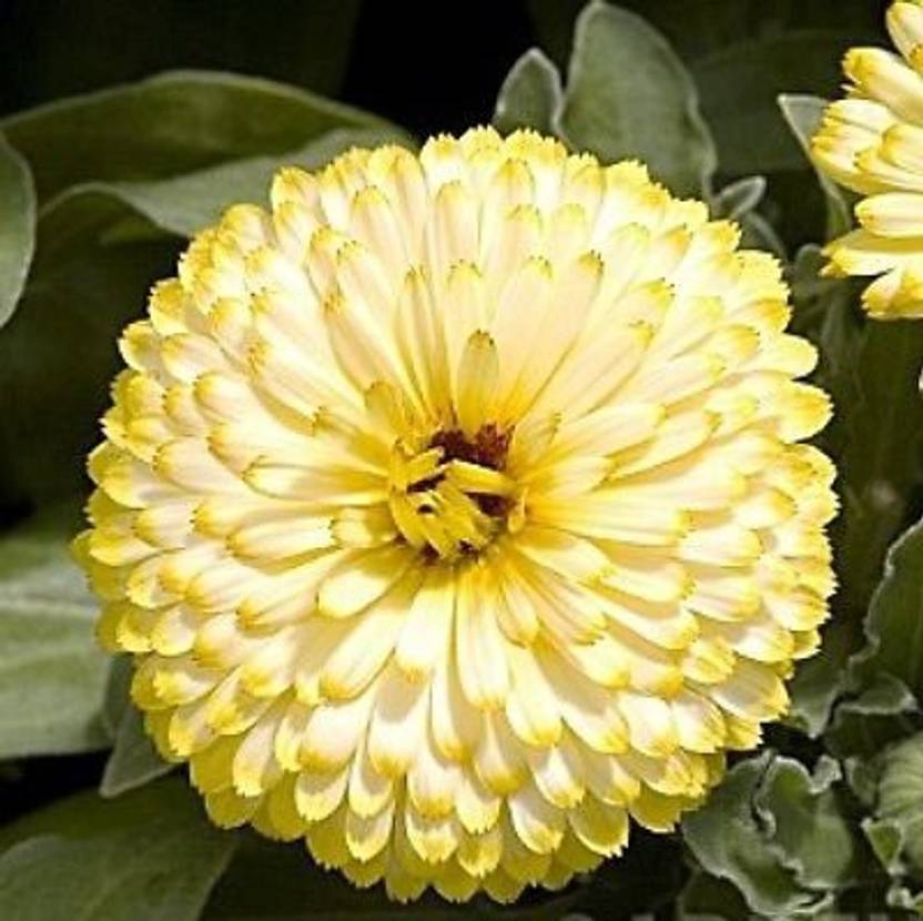 Green World CALENDULA BON BON CREAM FLOWER SEEDS Seed Price in India ...