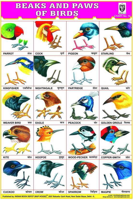 BEAKS & PAWS OF BIRDS CHART [Wall Chart] BOOK DEPOT (MAP HOUSE) Paper ...