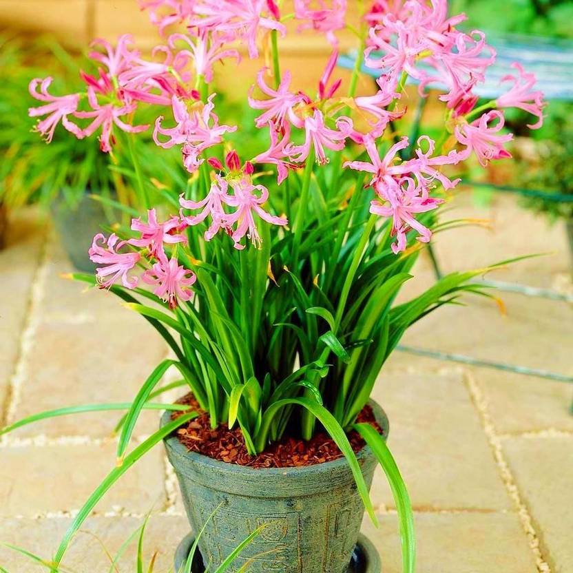 Navya germination Nerine (Light Pink) Seed Price in India - Buy Navya ...
