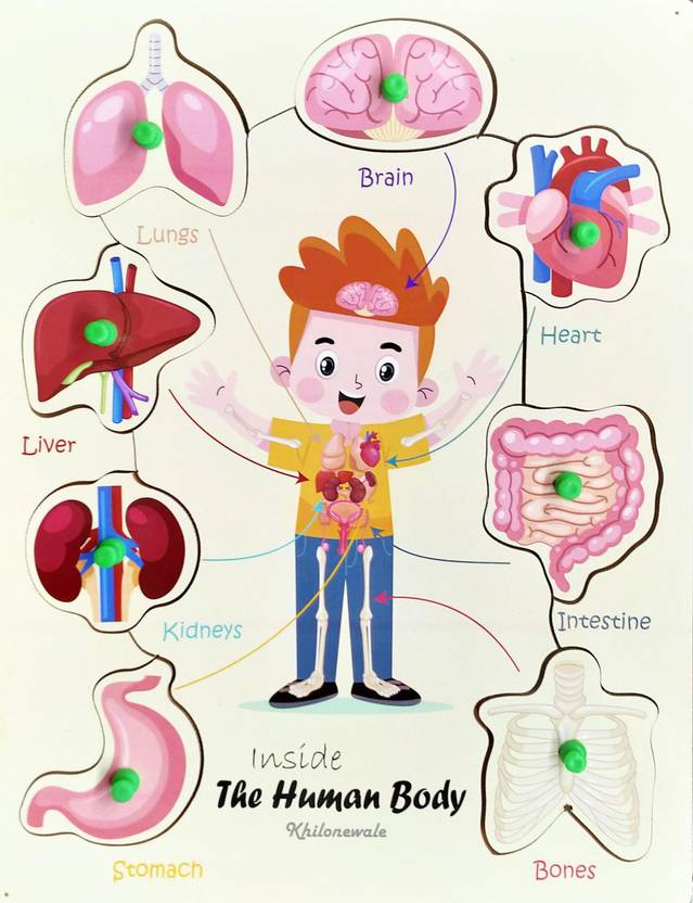 Khilonewale Inside Human Body - Internal Organs of Body with Knob (Size ...