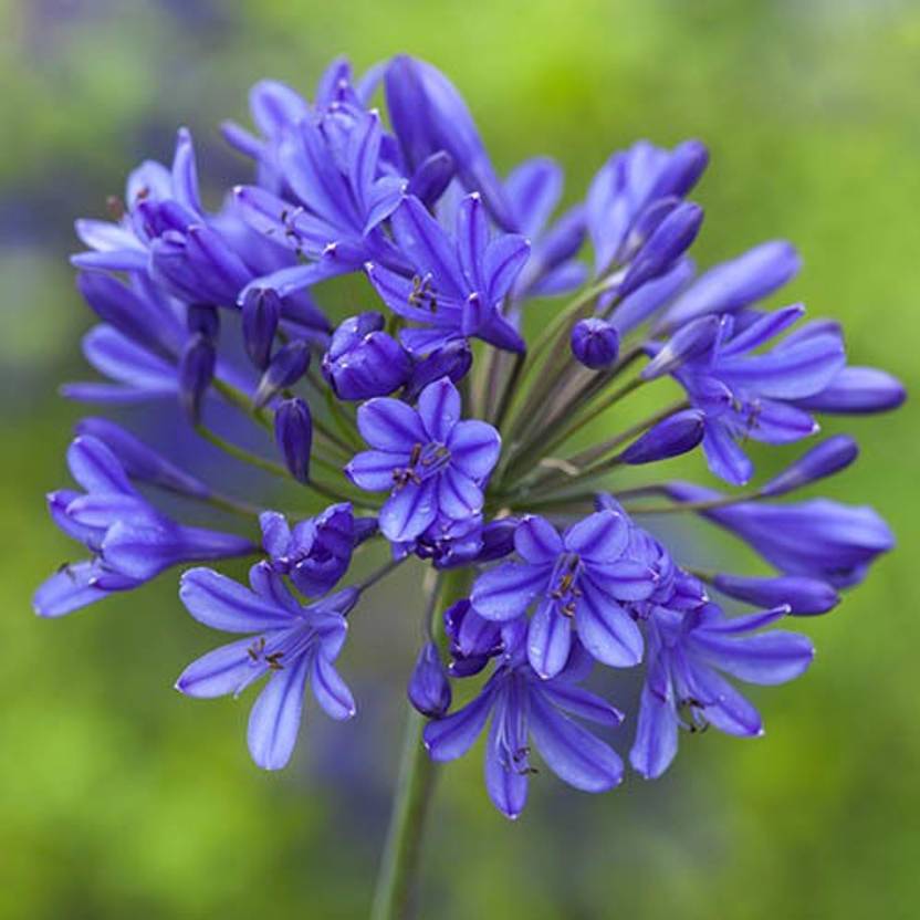 FERNSFLY Imported Agapanthus | African lily Flower Bulbs Home Outdoor ...