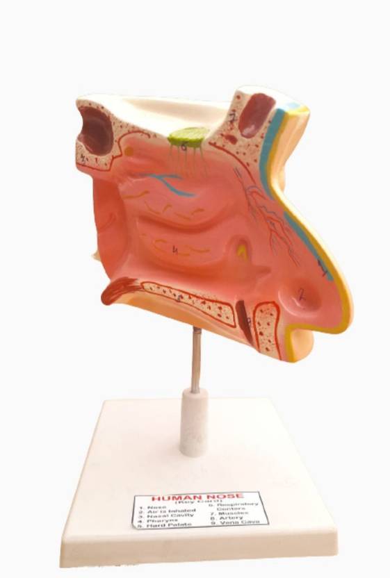 the first lab LIFE SIZE HUAMN NOSE MODEL ON BOARD Anatomical Body Model ...