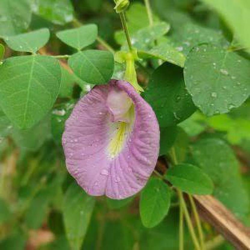 V K Global Aparajita/ Butterfly Pea Plant Price in India - Buy V K ...