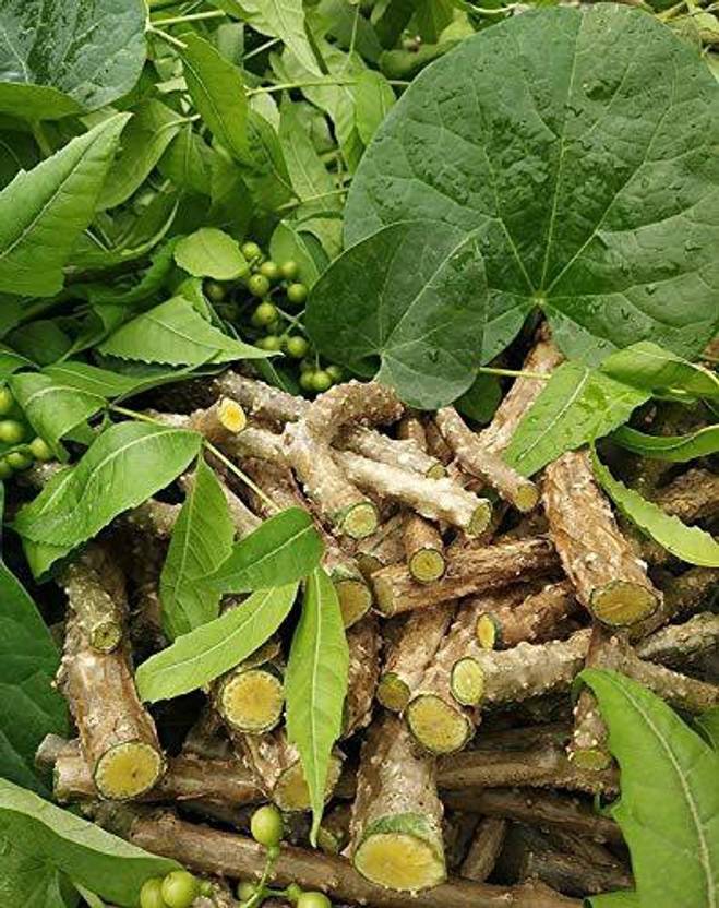 Bestway Natural Giloy Stem Seed Price in India - Buy Bestway Natural ...