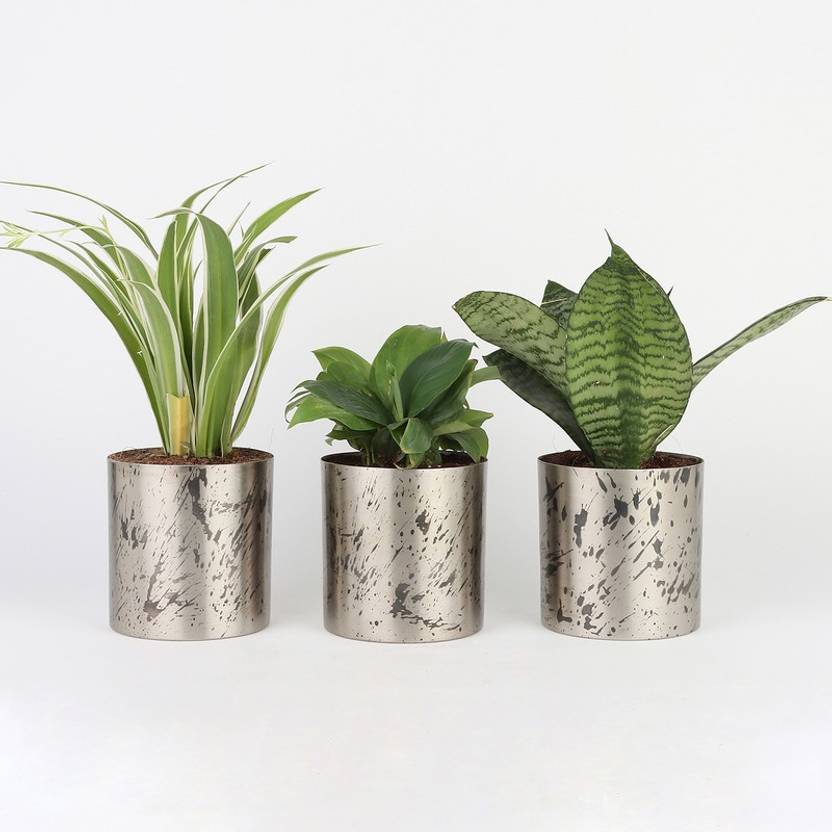 Ferns N Petals Peace Lily Plant Price in India - Buy Ferns N Petals ...