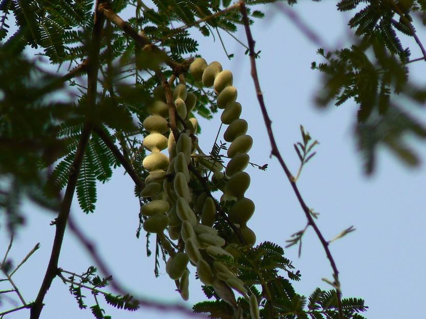 PEARL Babool Plant Seed Price in India - Buy PEARL Babool Plant Seed ...