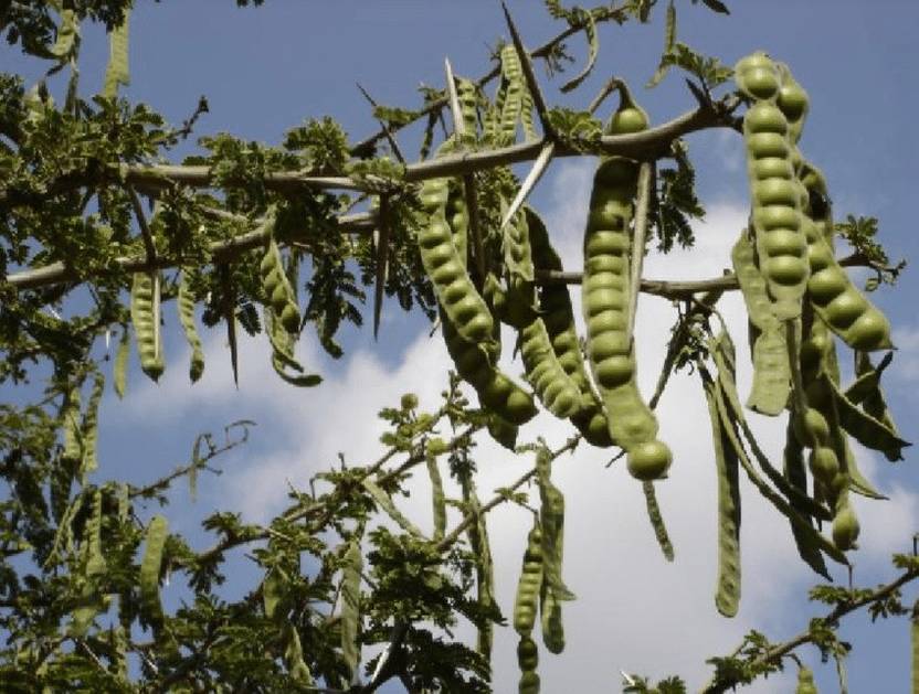 PLANTZON Babool Plant Seed Price in India - Buy PLANTZON Babool Plant ...