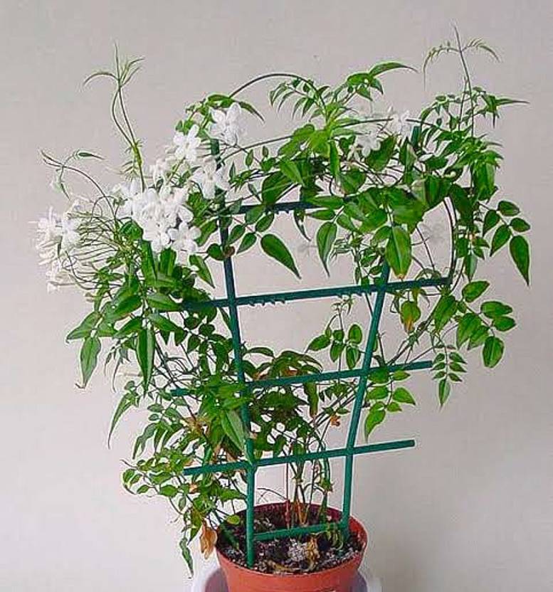 VANASPATI UDYAN Jasmine Plant Price in India - Buy VANASPATI UDYAN ...
