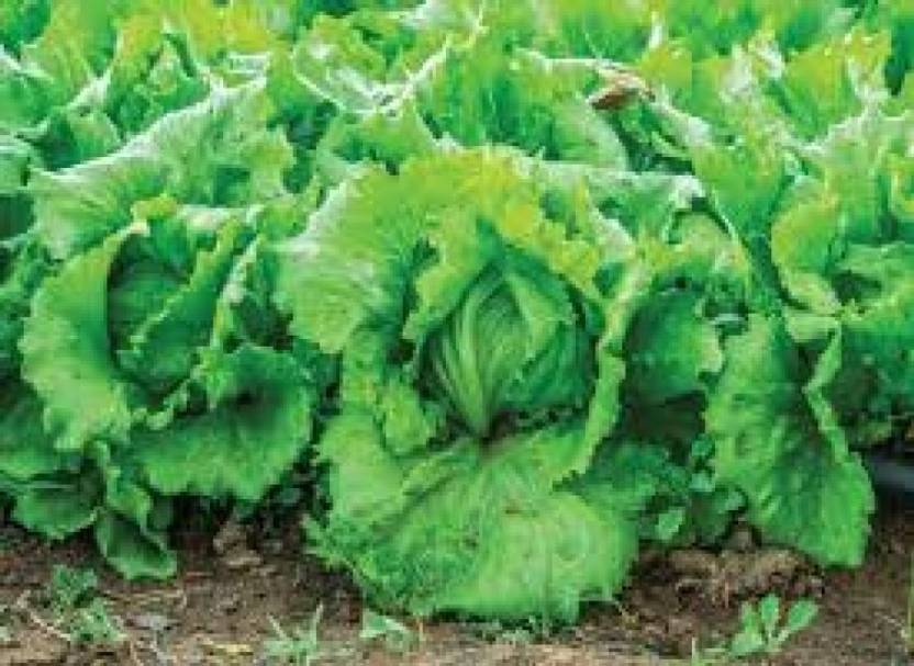 GROUNDOXY LETTUCE (SALAD PATTA) L97 SEED GOOD HYBRID SEED FOR YOUR HOME ...