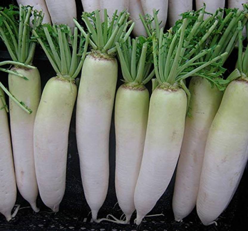 GROUNDOXY HYBRID R10 WHITE RADISH (MULI) SEED GOOD QUALITY HYBRID SEED ...