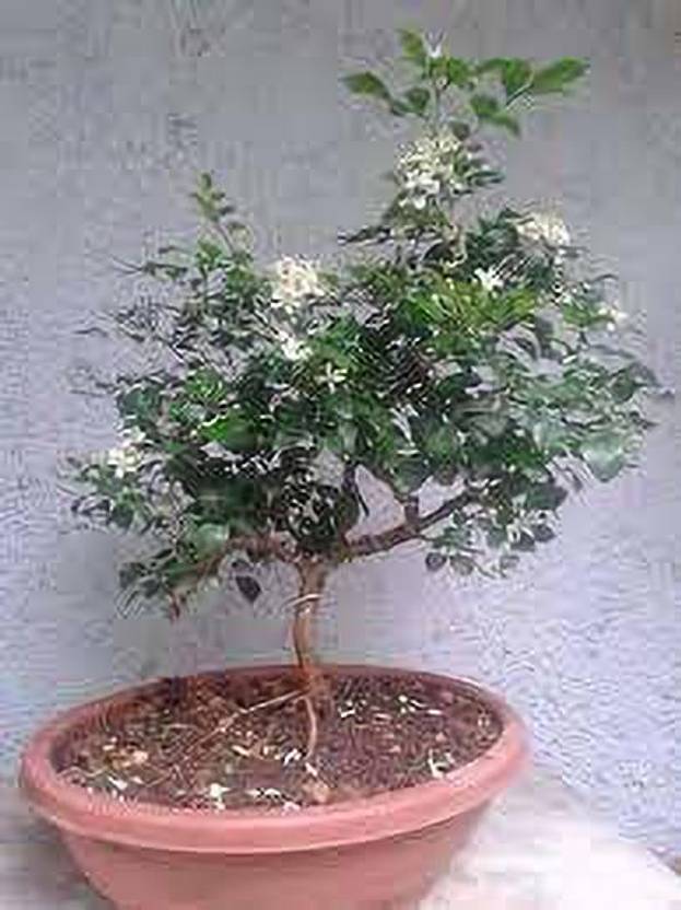 Starlink Madhu Kamini Plant Price in India - Buy Starlink Madhu Kamini ...