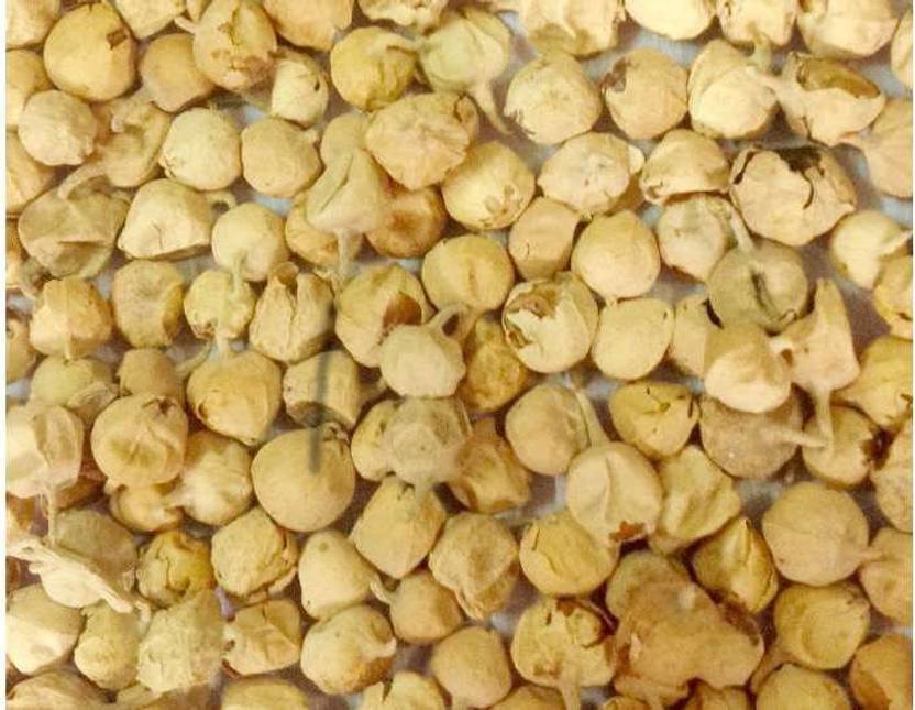 Panir paneer phol, paneer dodi, paneer doda Seed Price in India - Buy ...