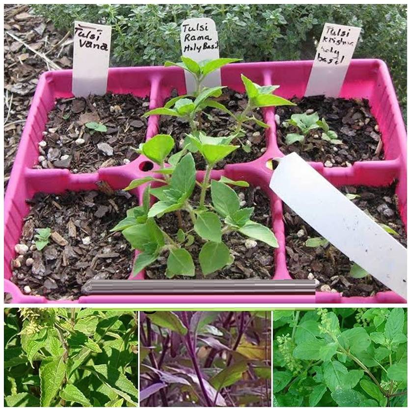 VibeX Van Tulsi Seed Price in India - Buy VibeX Van Tulsi Seed online ...