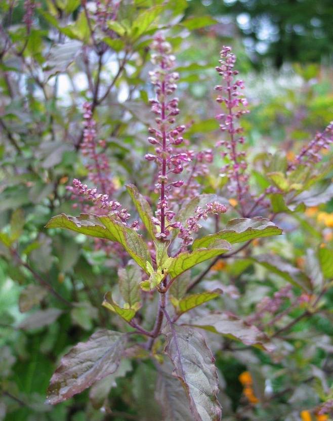 WILLVINE Holy Basil Rama/Shyama Tulsi Fresh Organic Herb Seeds Seed ...