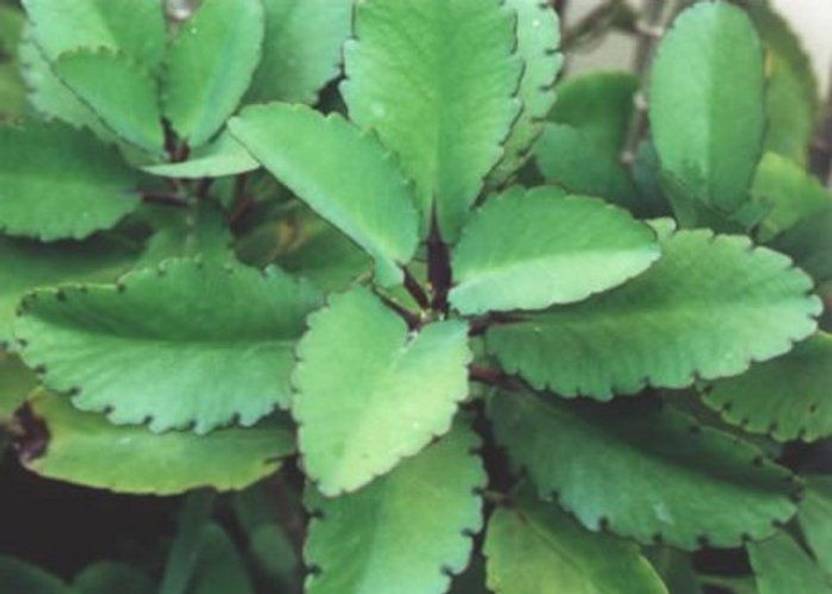 Indian Green Land Bryophyllum Pinnatum/Patharchatta Plant Price in India - Buy Indian Green Land ...
