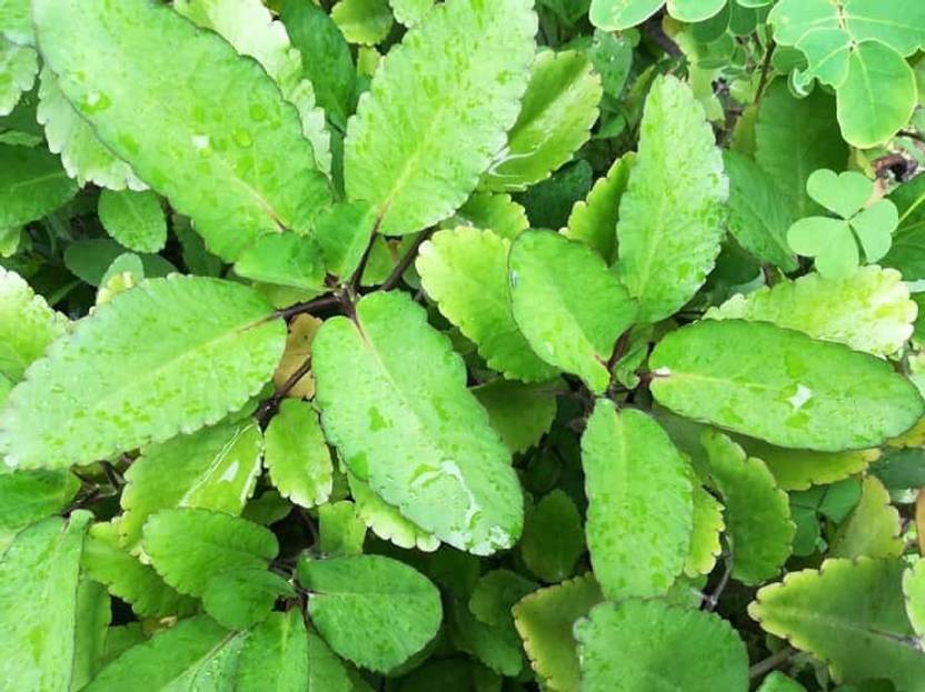 RR Plantation Bryophyllum Pinnatum/Patharchatta Plant Price in India ...