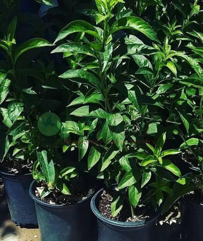 Click to buy Inermi Plant Price in India - Buy Click to buy Inermi ...