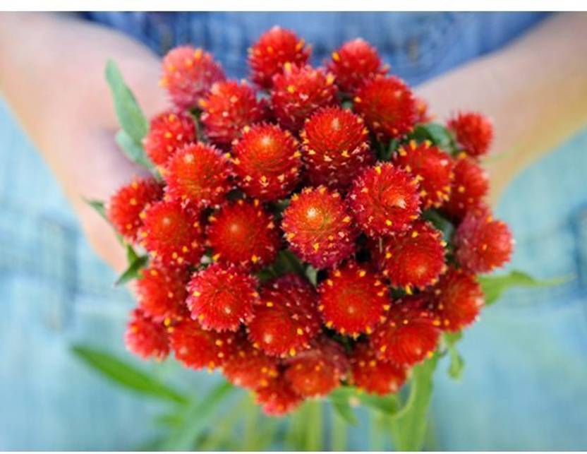 Paudha Gomphrena Red Hybrid Seed Price in India - Buy Paudha Gomphrena ...